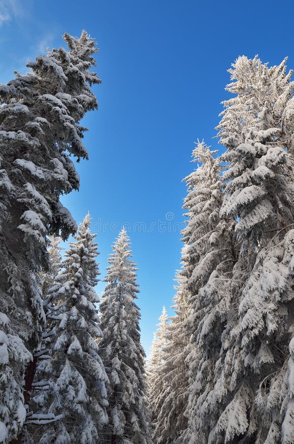 Iglasty las w zimie zdjęcie stock. Obraz złożonej z sezon - 35921622