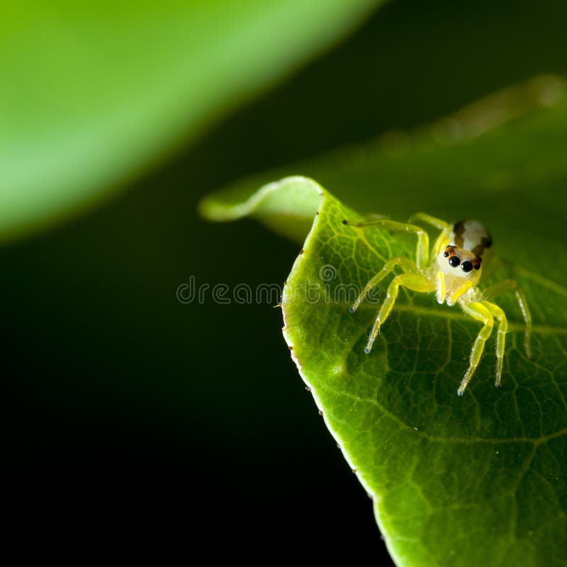 IGlow Spider Picture. Image: 3597119