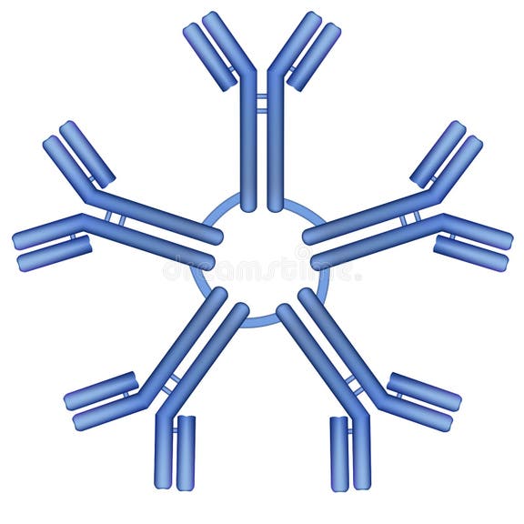 IgM Antibody Pentamer Molecule Stock Vector - Illustration of clone ...
