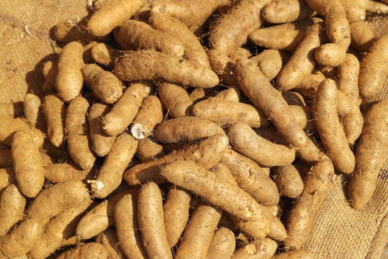 Ignam Zdjęcia Stock - Pobierz 17,578 Zdjęcia Royalty Free