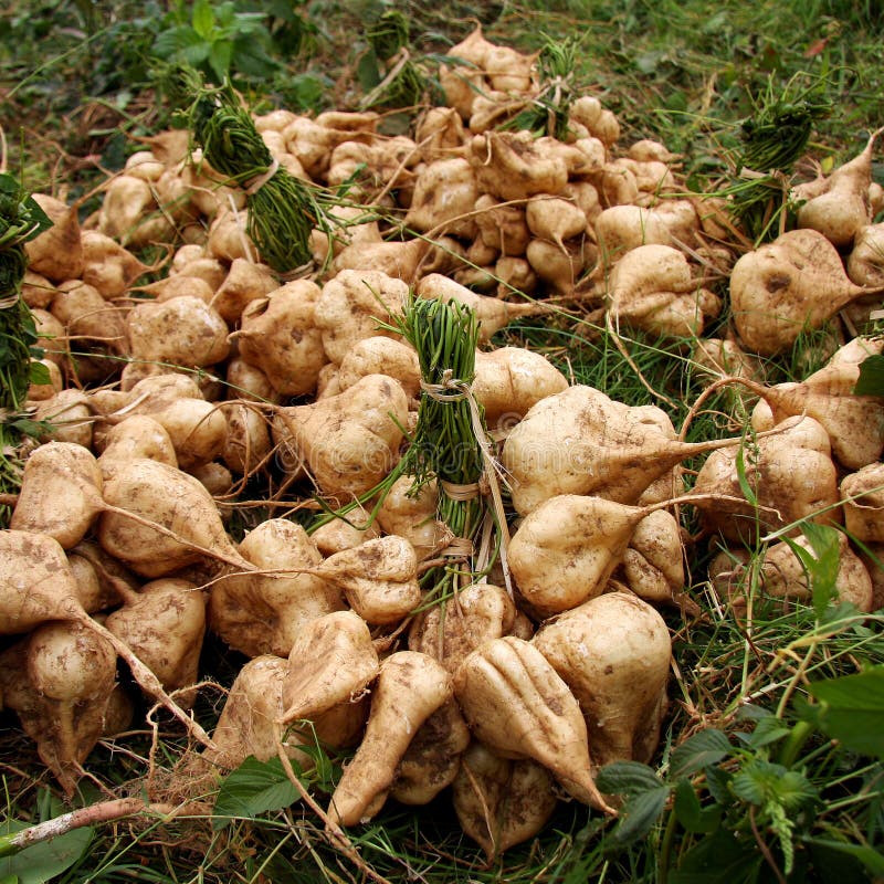 Ignam Zdjęcia Stock - Pobierz 17,578 Zdjęcia Royalty Free