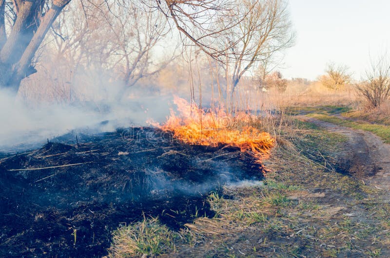 Ignition of Dry Grass. Fire Danger. Stock Photo - Image of forest ...