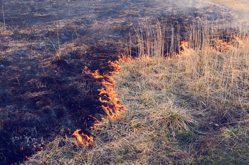 Ignition of Dry Grass. Fire Danger. Stock Image - Image of burn ...