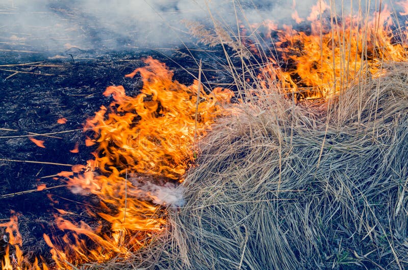 Ignition of Dry Grass. Fire Danger. Stock Photo - Image of landscape ...