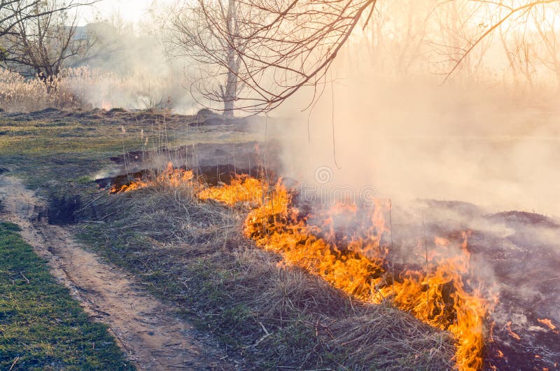 Ignition of Dry Grass. Fire Danger. Stock Photo - Image of forest ...