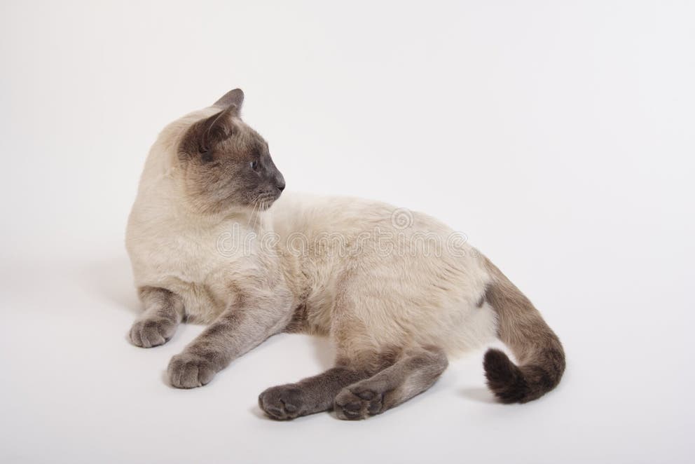 Ignoring You stock image. Image of studio, stubborn, animal - 1354497