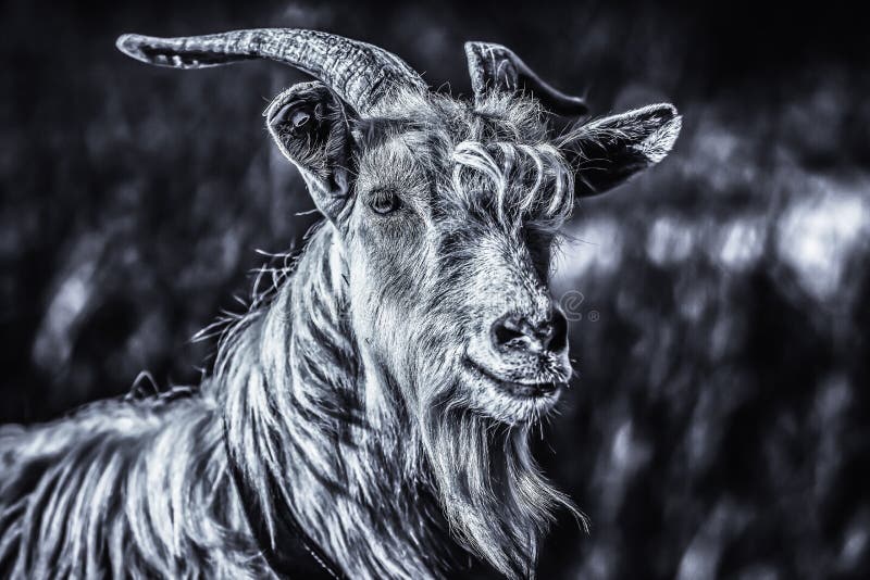 Igor stock photo. Image of black, domestic, igor, portret - 78049968