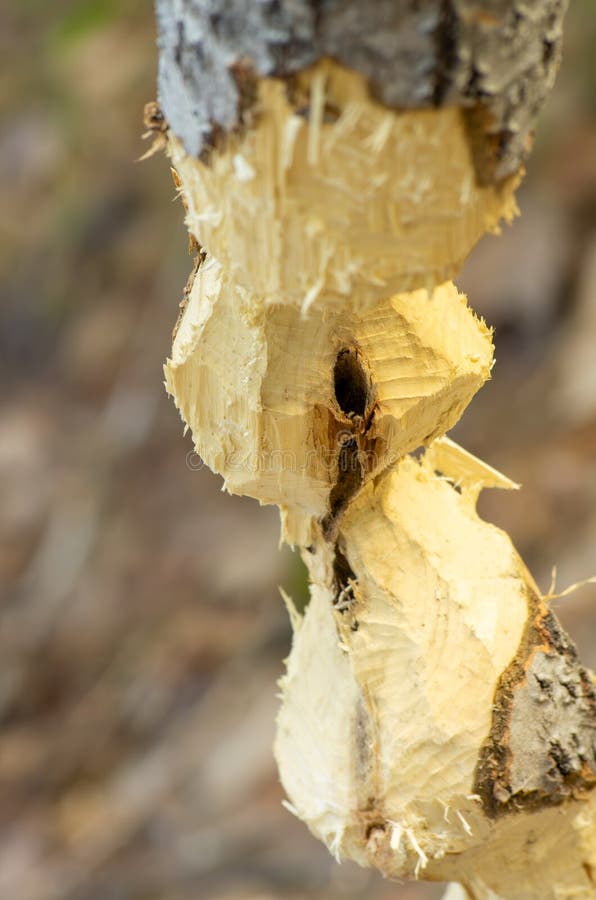 Tree Trunk Chewed by Beaver in Forest Stock Image - Image of leaf, soil ...