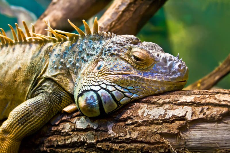 Iguana stock image. Image of scales, creature, iguana - 10080695