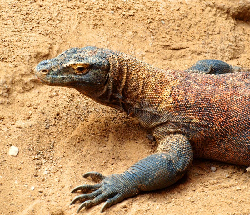 Iguana stock image. Image of happy, desert, tropical - 10555147