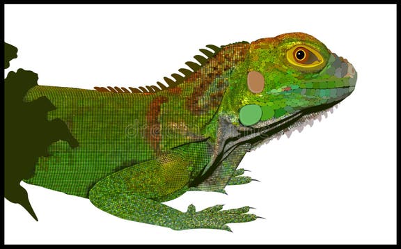 Iguana stock vector. Illustration of biology, abstract - 11589011