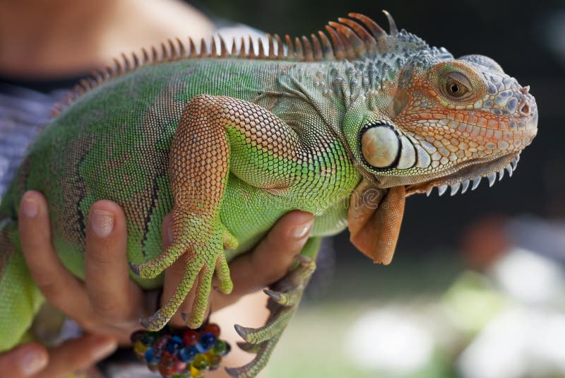 Iguana Smile stock photo. Image of lizards, smile, smiling - 98640