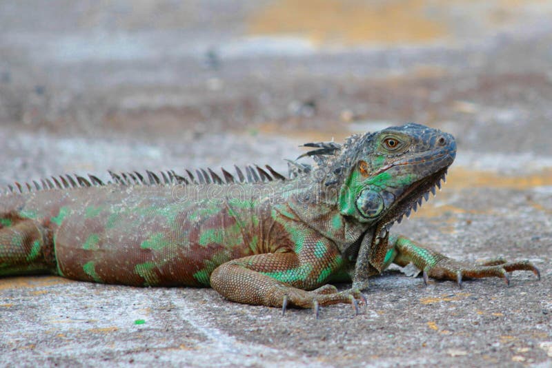 An Iguana Free in the Street Stock Image - Image of animal, chameleon ...