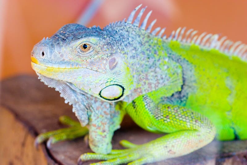 Iguana stock photo. Image of color, lizard, colored, scales - 2366602