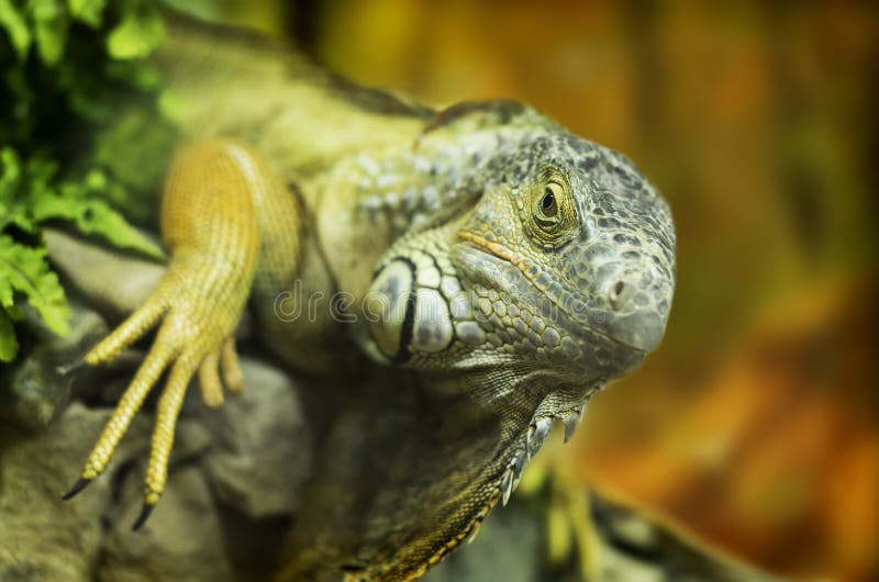 Iguana Mexico in Agave Tequilana Field Blue Sky Stock Photo - Image of ...