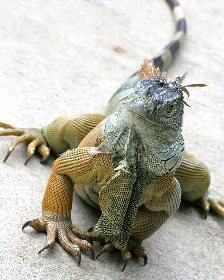 Iguana 3 stock photo. Image of unique, lizard, creature - 1916740