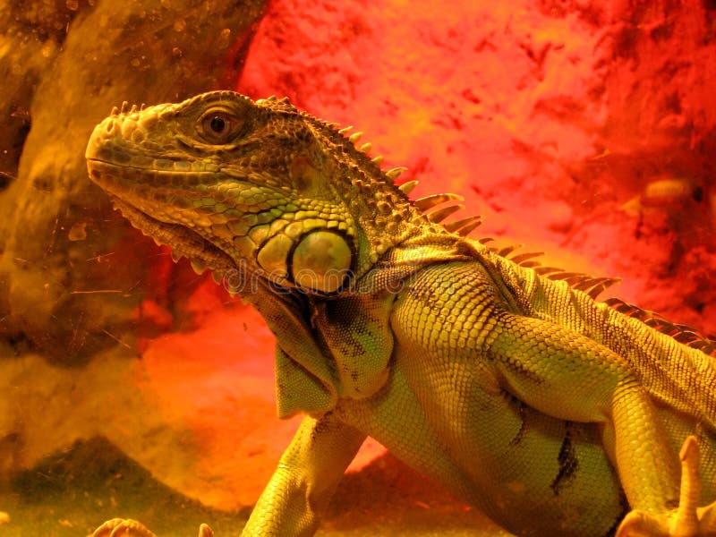 Big green lizard stock photo. Image of pets, coldblooded - 4651288