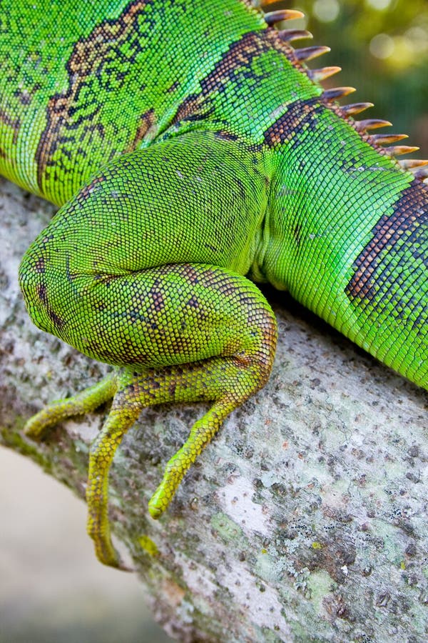 Green iguana skin stock image. Image of outdoor, bizarre - 20999981