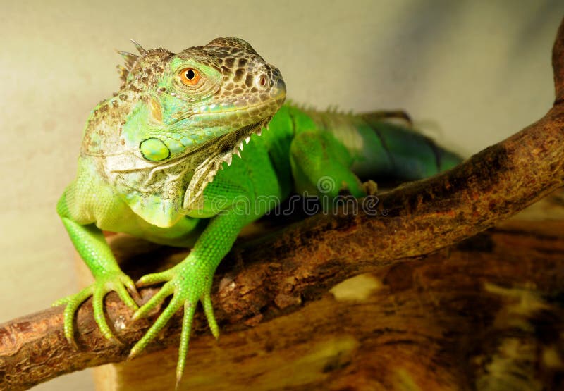 Frogs in love stock image. Image of together, frog, frogs - 2405061