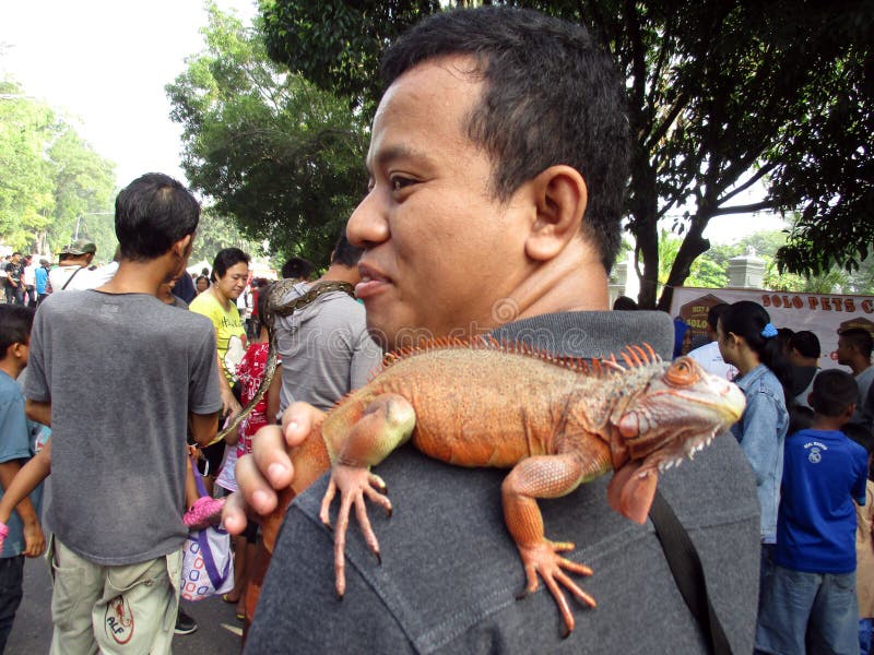 Iguana imagem de stock editorial. Imagem de réptil, java - 71136449