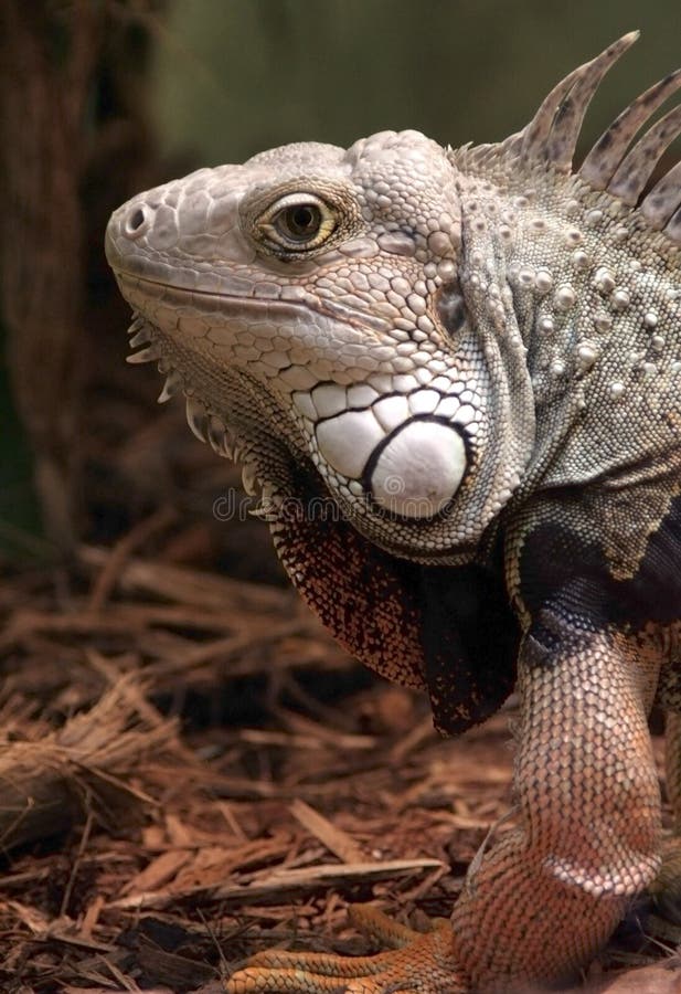 Big green lizard stock photo. Image of pets, coldblooded - 4651288