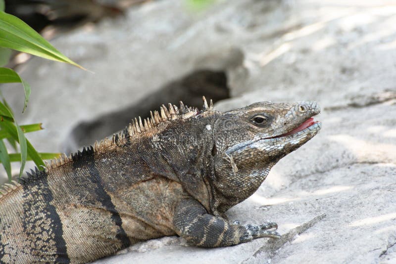 Mayan Ruin Detail at Tulum stock image. Image of ruins - 3935015