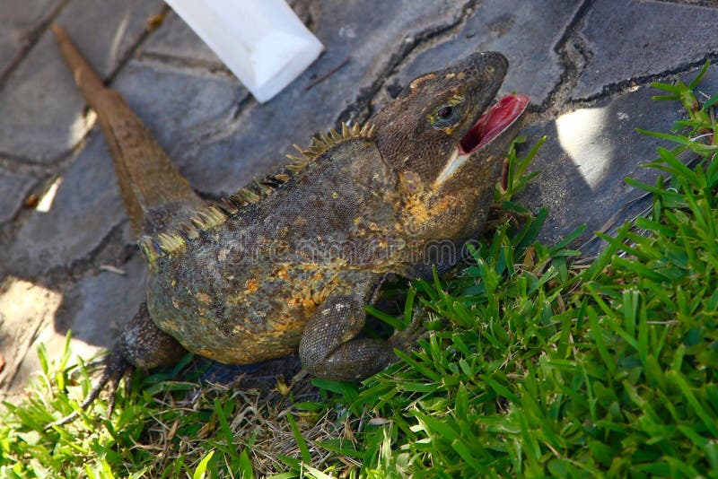 Iguana stock photo. Image of hunting, lizard, iguana - 69444148
