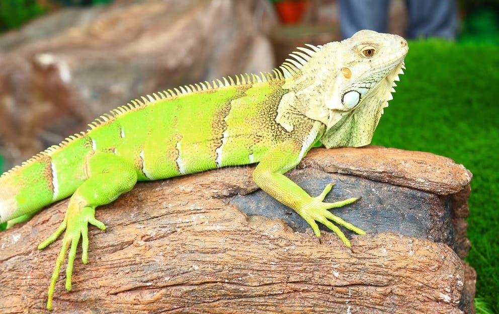 Iguana stock image. Image of travel, spines, folded, antillean - 30735545