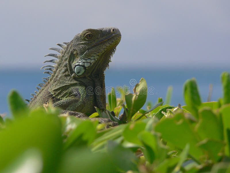Iguana in Aruba stock image. Image of wildlife, island - 47324961