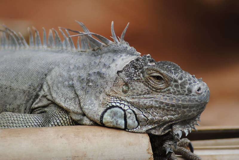 Iguana azul foto de archivo. Imagen de raro, criatura - 19054794