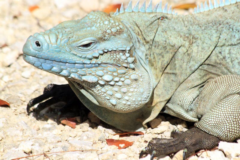 Iguana azul foto de archivo. Imagen de raro, criatura - 19054794