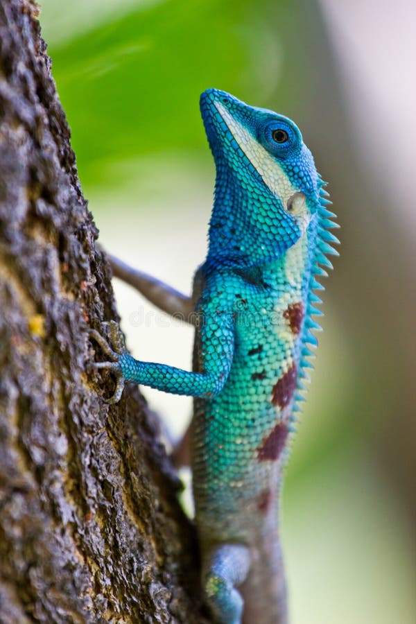 Iguana Azul En La Naturaleza Imagen de archivo - Imagen de miradas ...