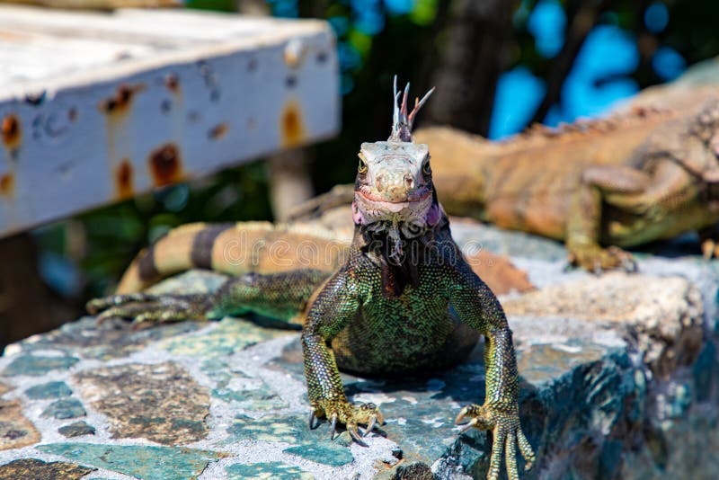 Iguana Basking in the sun stock image. Image of lizard - 176838489