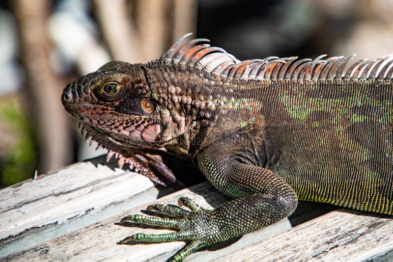 Iguana Basking in the sun stock photo. Image of iguana - 176838770