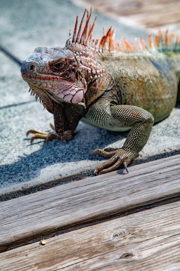 Iguana Basking in the sun stock image. Image of basking - 176839261