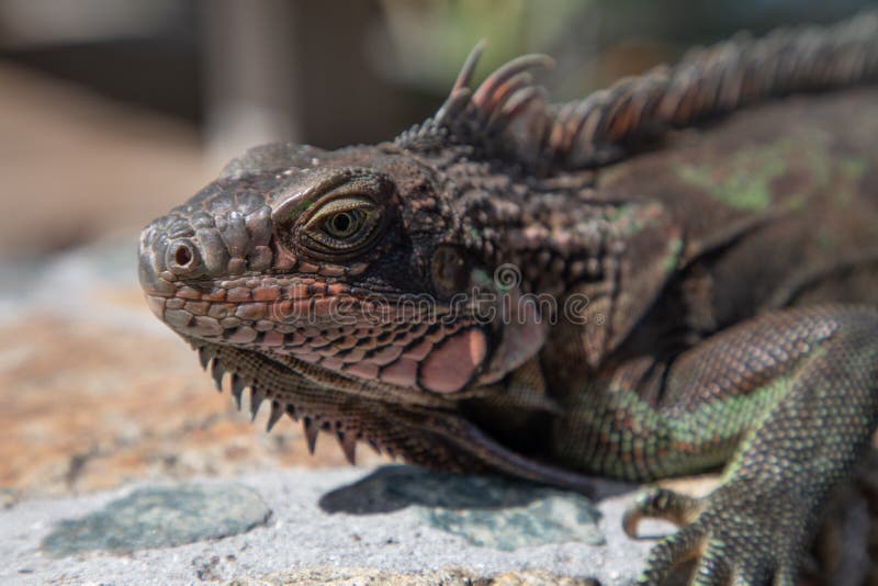 Iguana Basking in the sun stock image. Image of eyes - 176839571