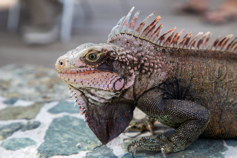 Iguana Basking in the sun stock photo. Image of island - 176841700