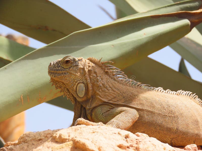 Iguana Basking in the Sun stock photo. Image of turtle - 378462522