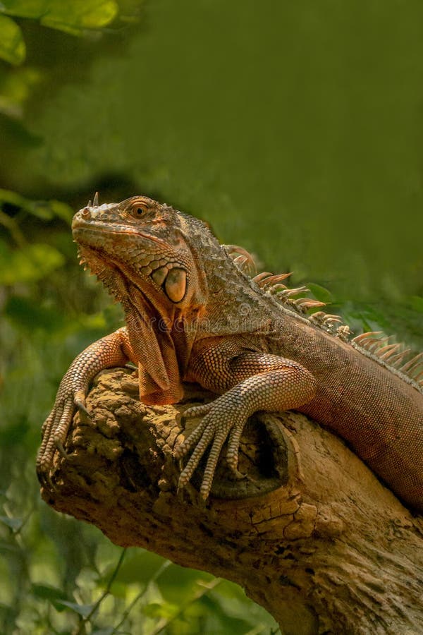 Iguana stock image. Image of macro, iguana, reptiles - 106704923