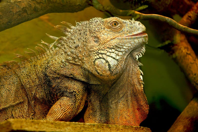 Iguana stock photo. Image of head, amphibian, crest, alert - 36316142