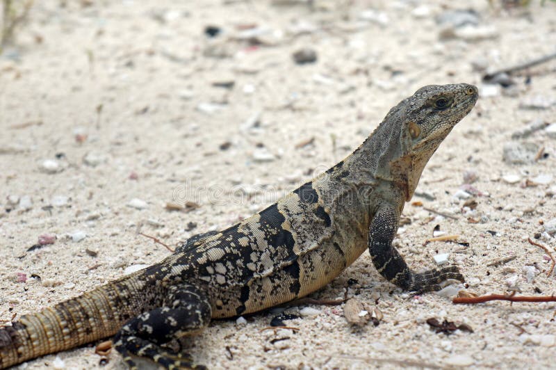 Iguana of Belize stock photo. Image of gecko, isolated - 35435970