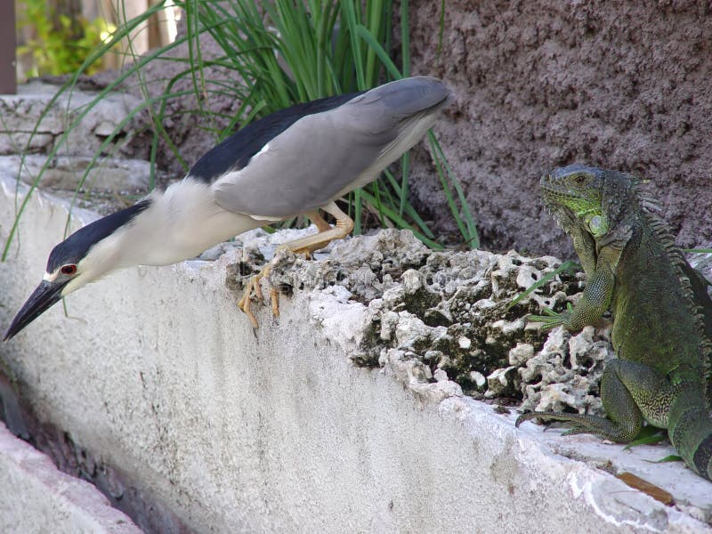 Iguana and bird stock photo. Image of monster, meat, claws - 945934