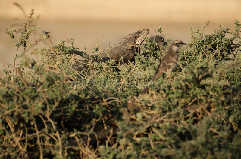 Iguana and Bird in the Grass Stock Image - Image of iguana, park: 84191135