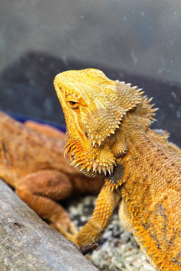 Iguana in cage stock image. Image of asia, portrait - 256573229
