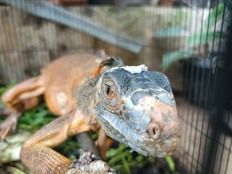 Frog Molting Stock Photos - Free & Royalty-Free Stock Photos from ...