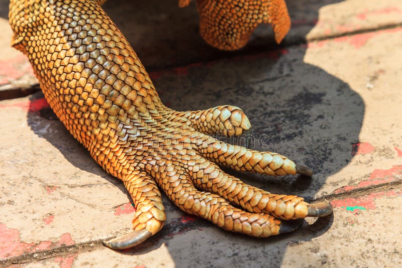 Iguana claw stock image. Image of orange, reptile, close - 44638525