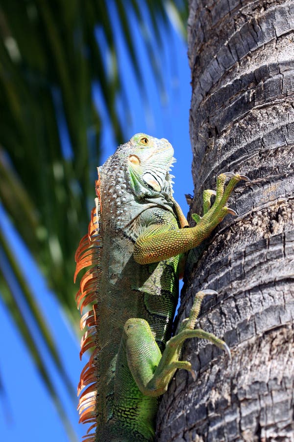 Green Iguana Sitting on the Warm Tropical Beach Sand Stock Photo ...