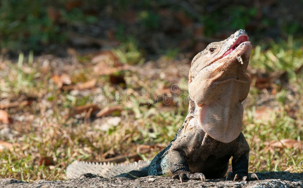 Iguana stock image. Image of lizzard, iguana, open, mouth - 44331837