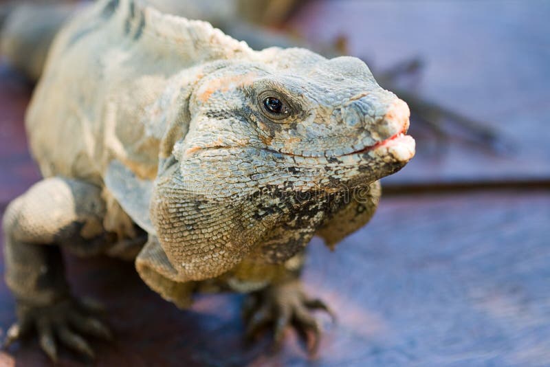 Wrinkly Lizard Stock Photos - Free & Royalty-Free Stock Photos from ...