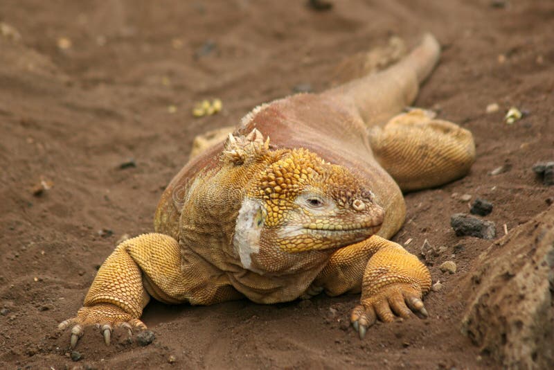 Iguana De La Pista De Las Islas Gal3apagos Foto de archivo - Imagen de ...